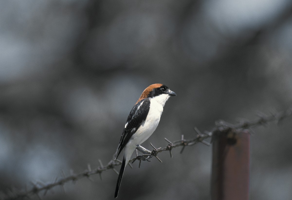 Lanius senator, Woodchat Shrike