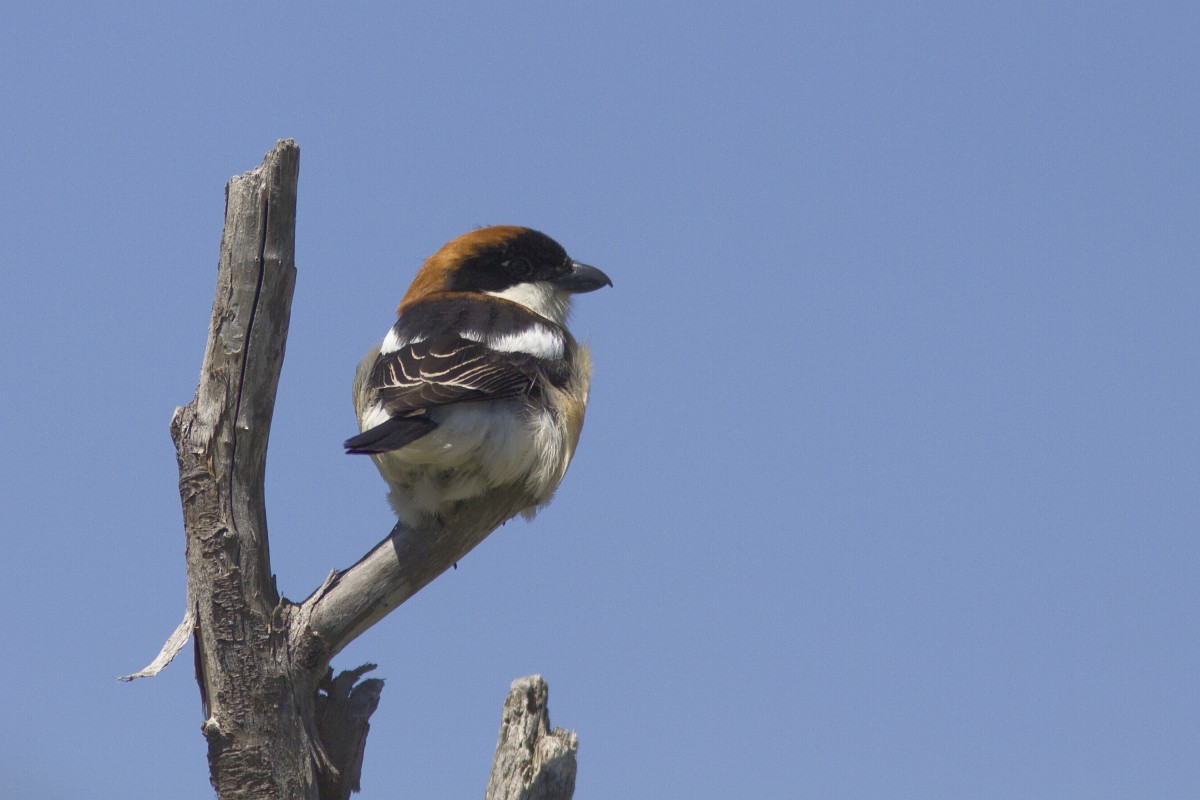 Lanius senator, Woodchat Shrike