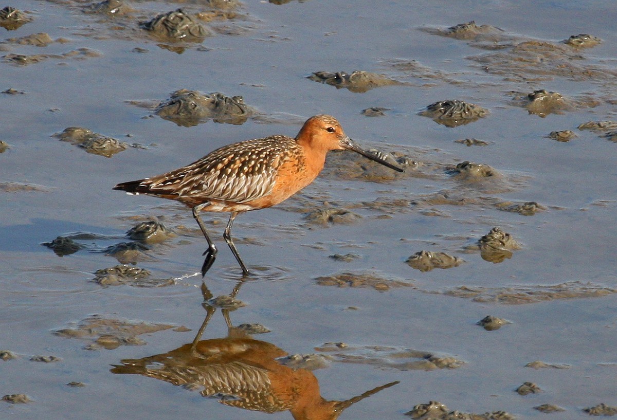 Limosa lapponica, Bar-tailed Godwit