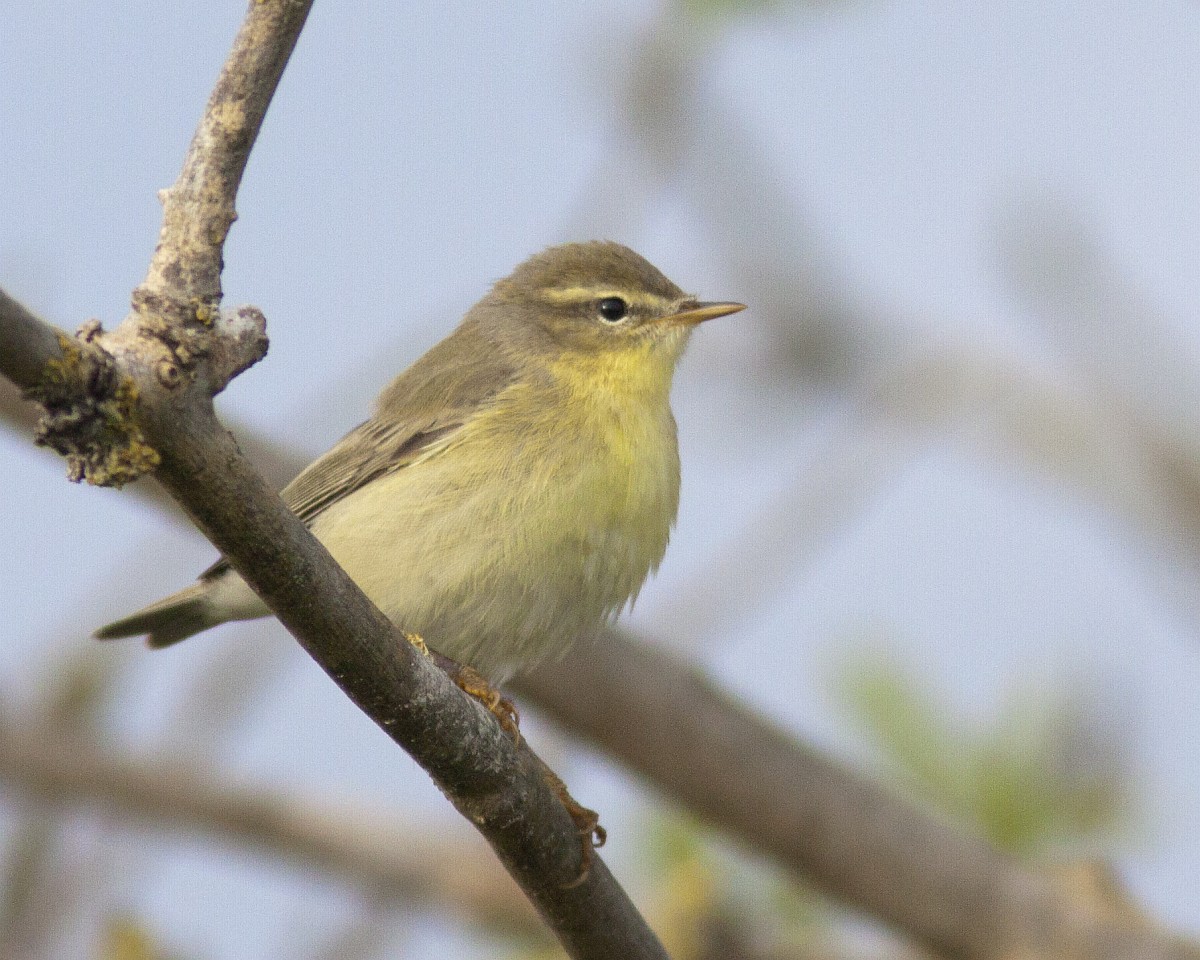 Phylloscopus trochilus, Willow Warbler