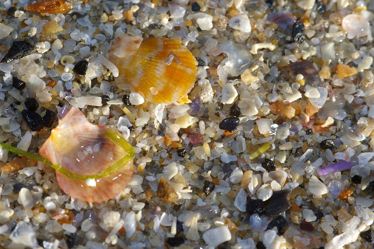 Aequipecten opercularis, Queen Scallop