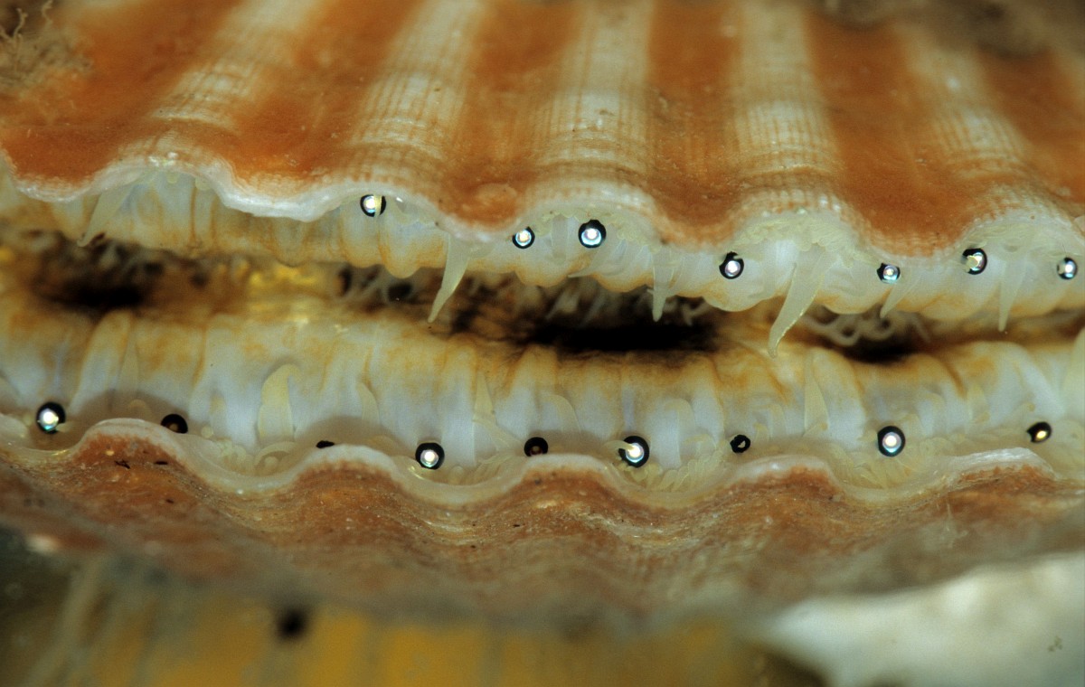 Aequipecten opercularis, Queen Scallop