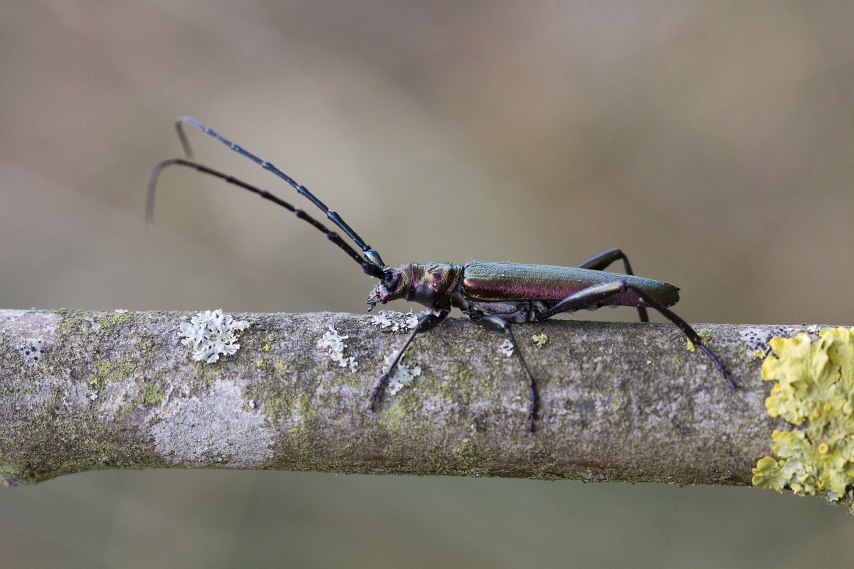 Aromia moschata, Musk Beetle