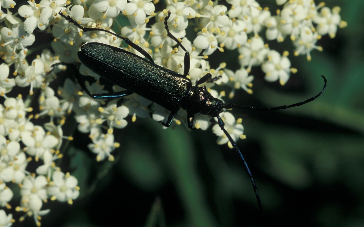 Aromia moschata, Musk Beetle