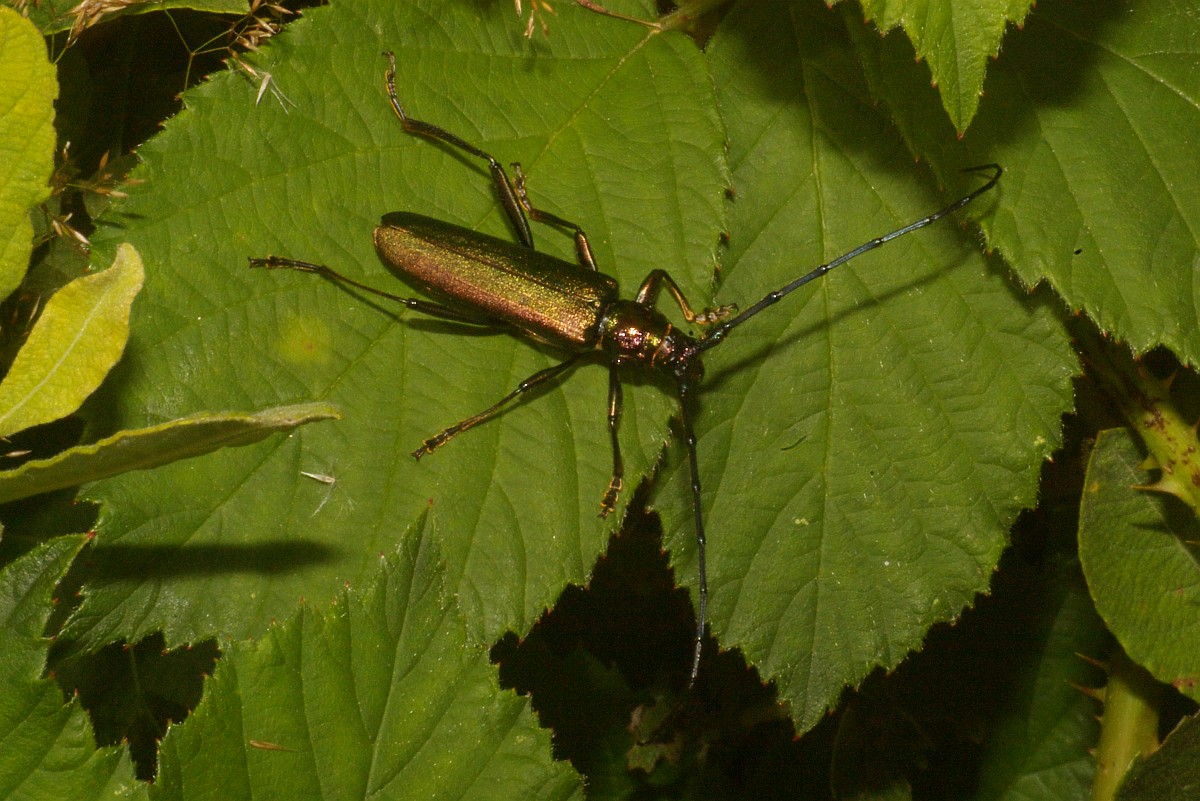 Aromia moschata, Musk Beetle