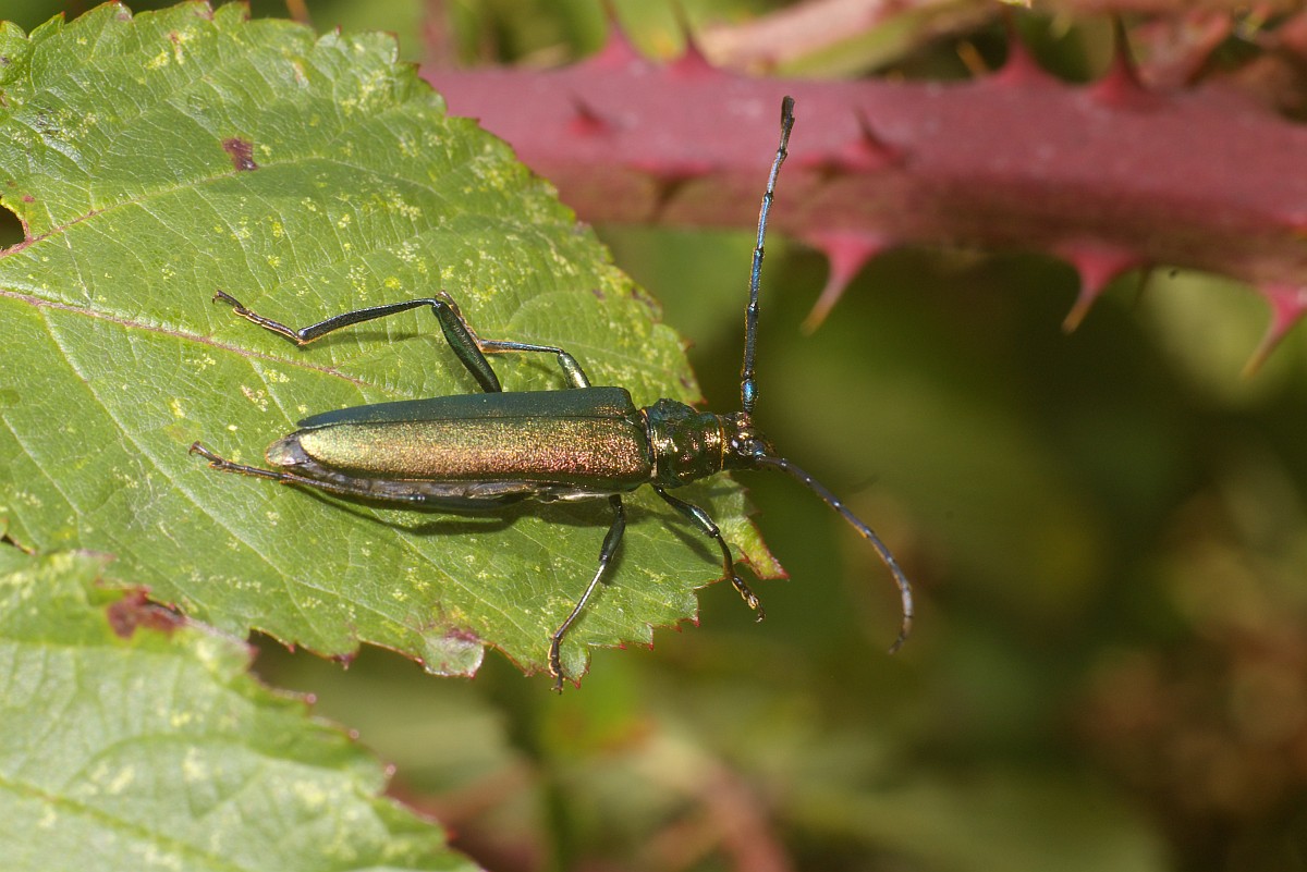 Aromia moschata, Musk Beetle
