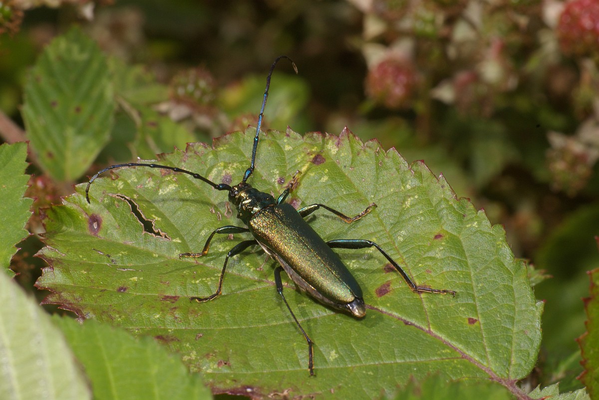 Aromia moschata, Musk Beetle
