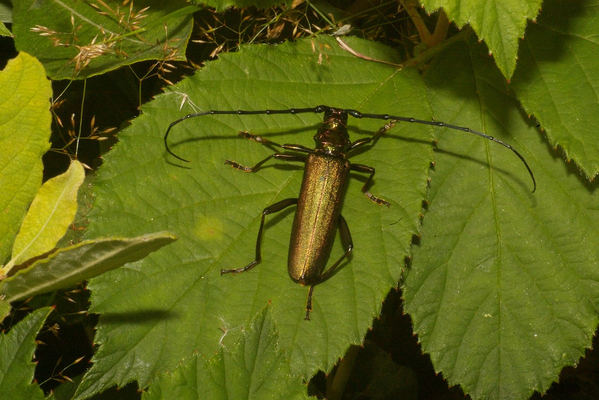 Aromia moschata, Musk Beetle