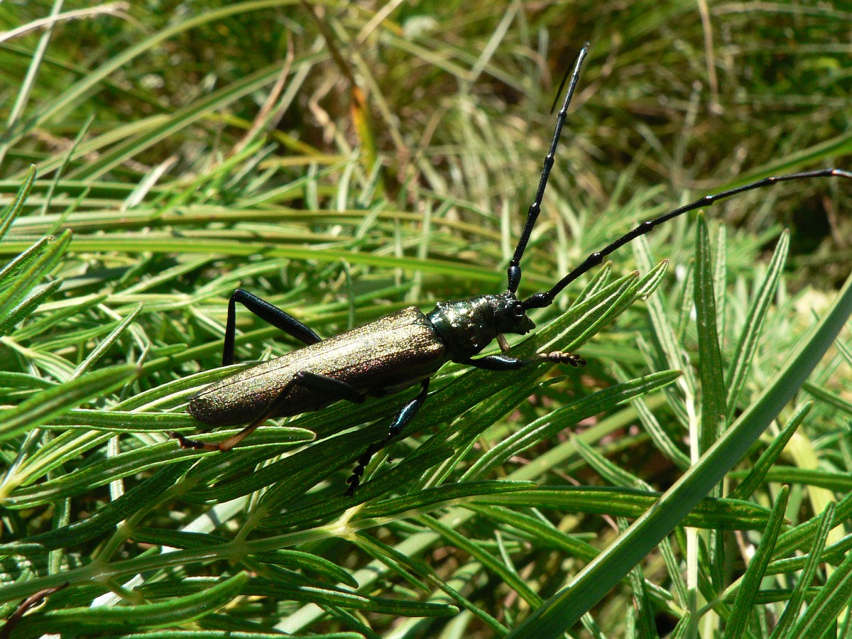 Aromia moschata, Musk Beetle
