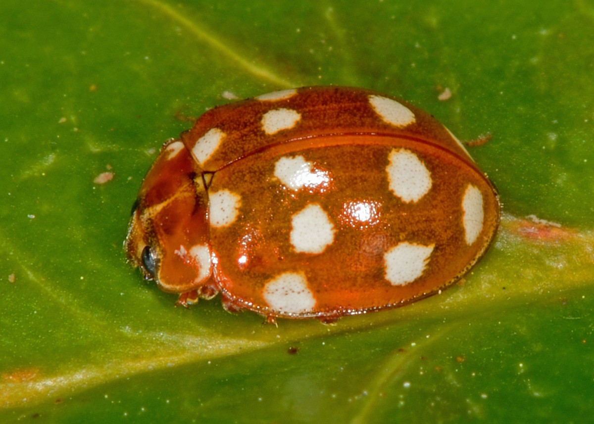 Calvia quatuordecimguttata, Cream-spot Ladybird