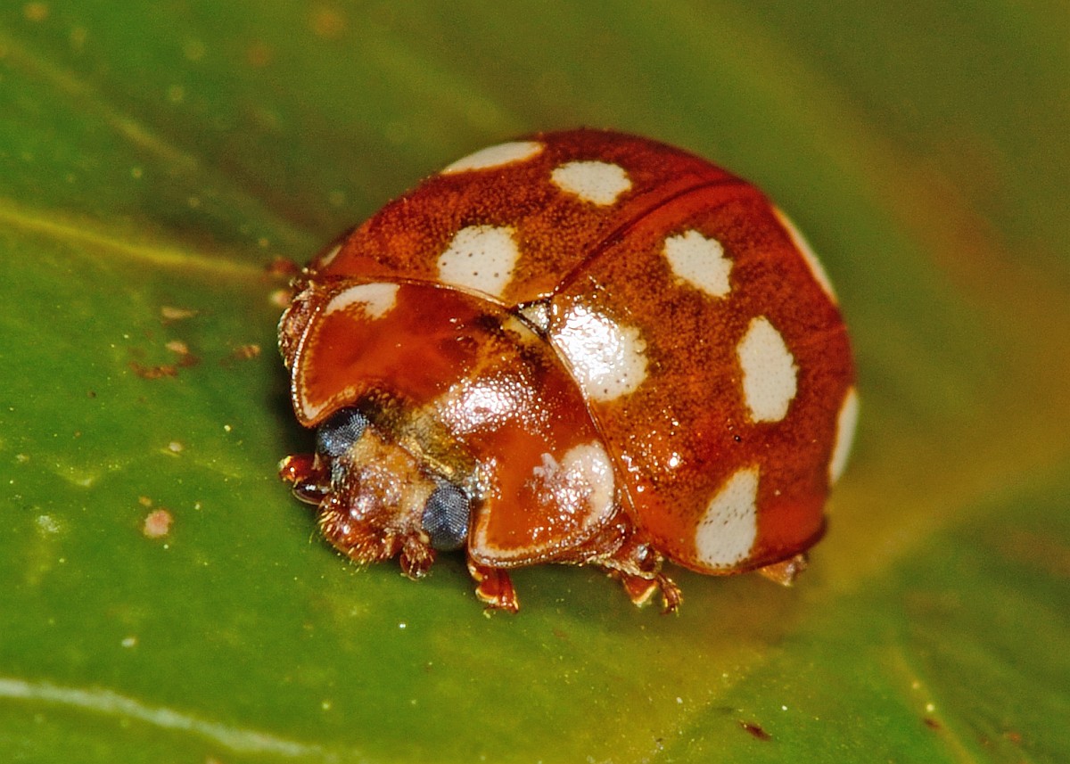 Calvia quatuordecimguttata, Cream-spot Ladybird