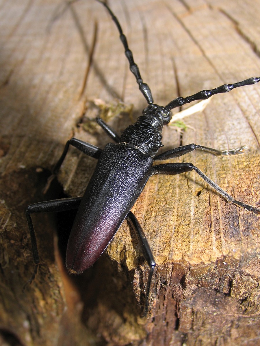 Cerambyx cerdo, Great Capricorn Beetle