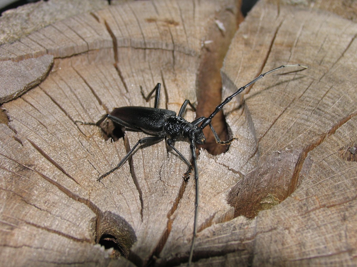 Cerambyx cerdo, Great Capricorn Beetle
