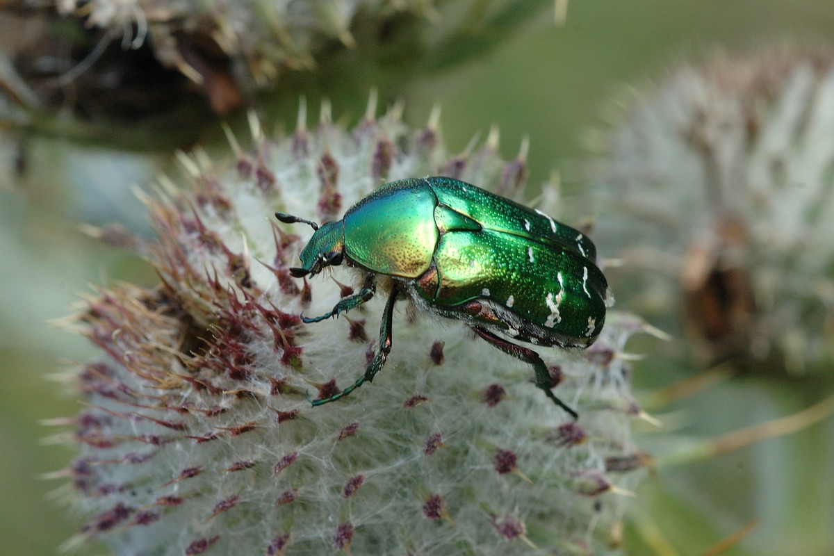 Cetonia aurata, Green Rose Chafer