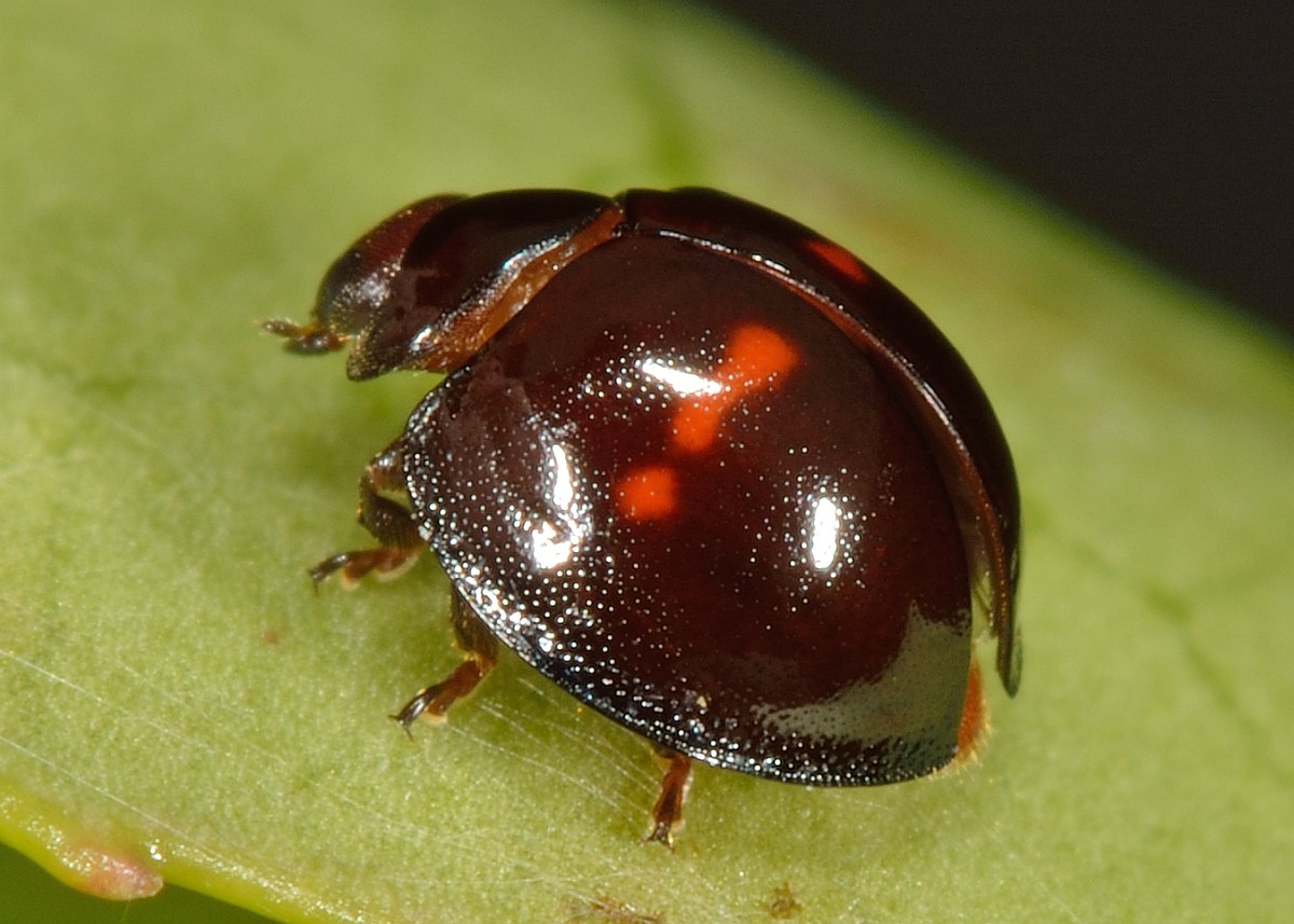 Chilocorus bipustulatus