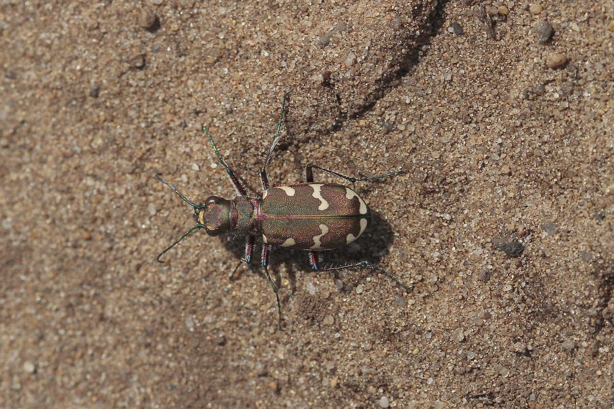 Cicindela repanda, Bronzed Tigre Beetle