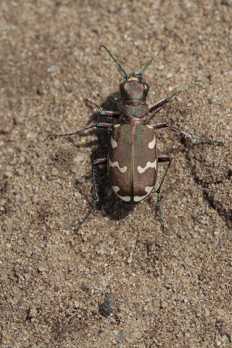 Cicindela repanda, Bronzed Tigre Beetle