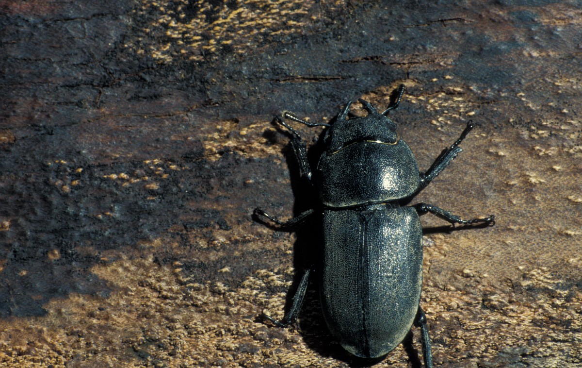 Dorcus parallelipipedus, Lesser Steg Beetle