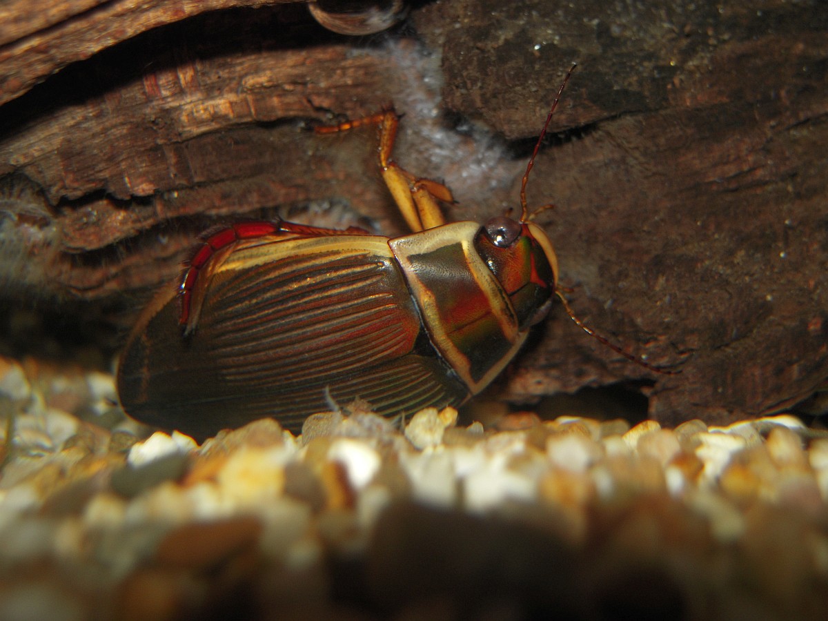 Dytiscus marginalis, Great Diving Beetle