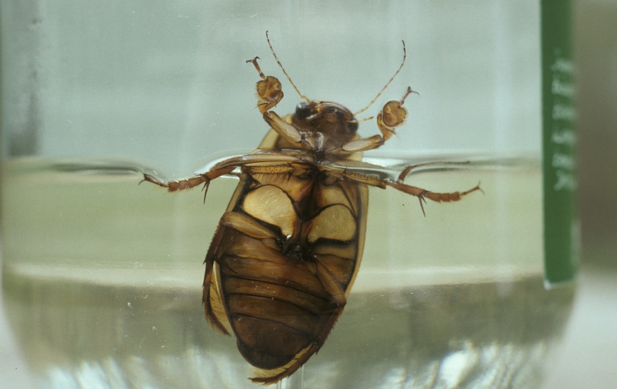 Dytiscus marginalis, Great Diving Beetle