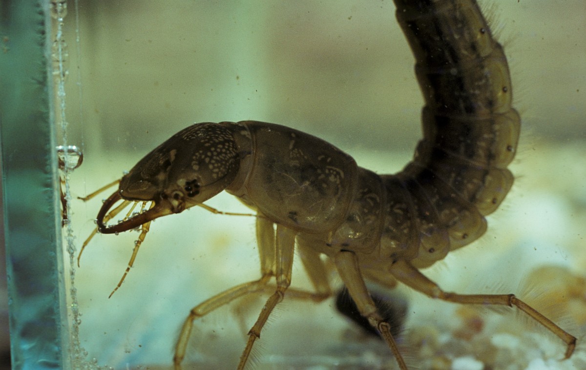 Dytiscus marginalis, Great Diving Beetle