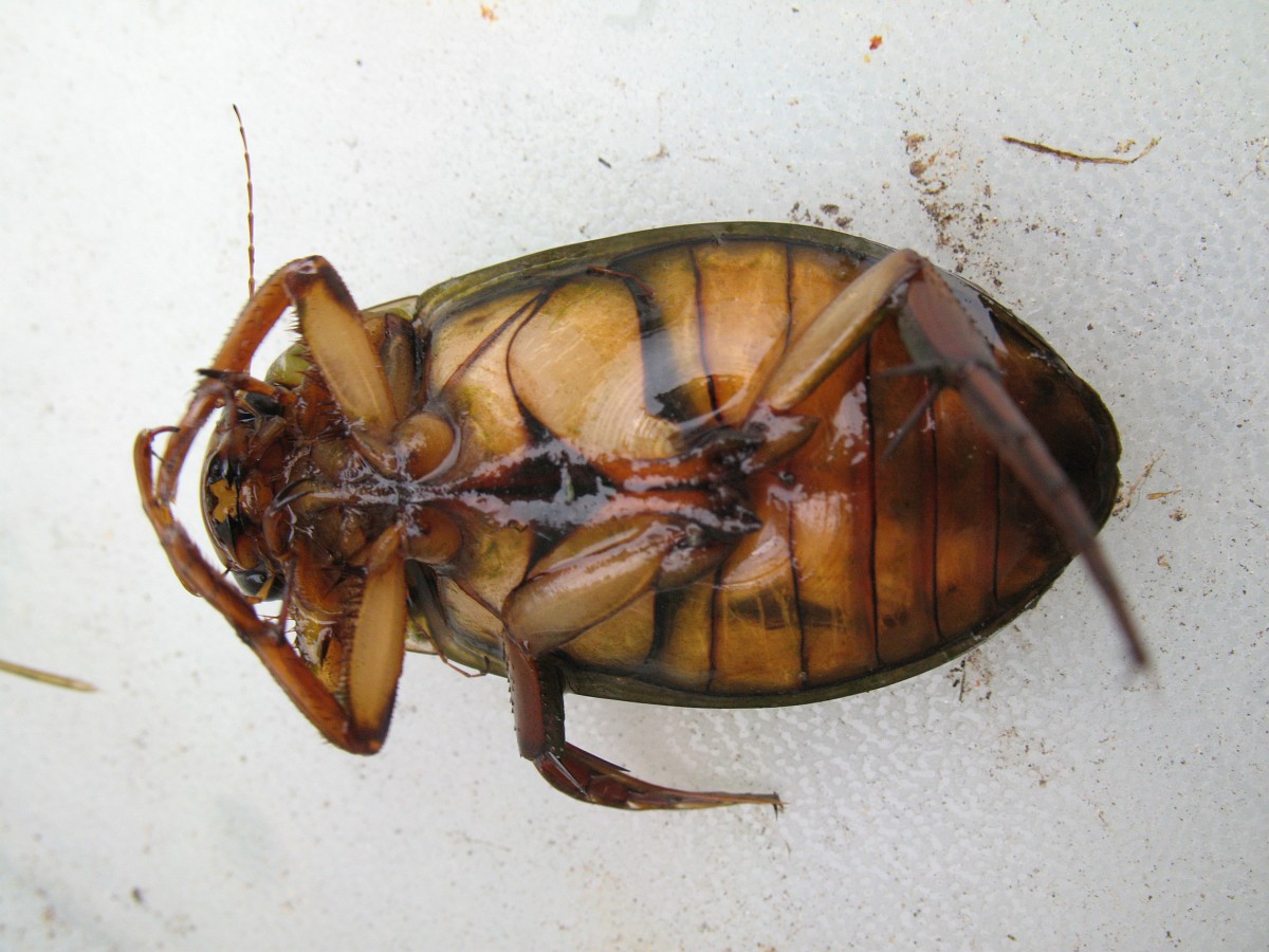 Dytiscus marginalis, Great Diving Beetle