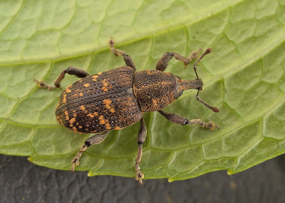 Hylobius abietis, Large Pine Weevil