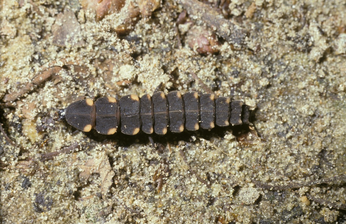 Lampyris noctiluca, Glow Worm