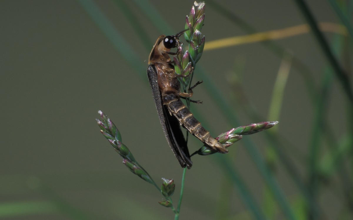 Lampyris noctiluca, Glow Worm