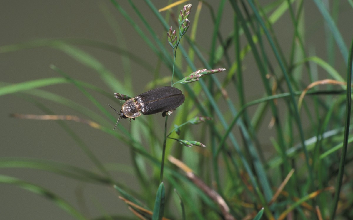 Lampyris noctiluca, Glow Worm