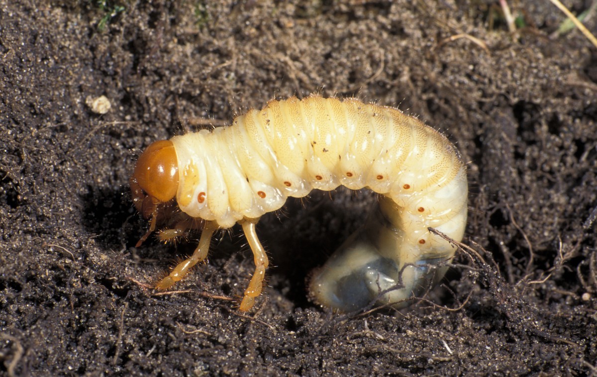 Melolontha melolontha, Common Cockchafer