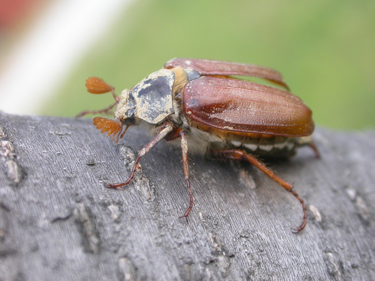 Melolontha melolontha, Common Cockchafer