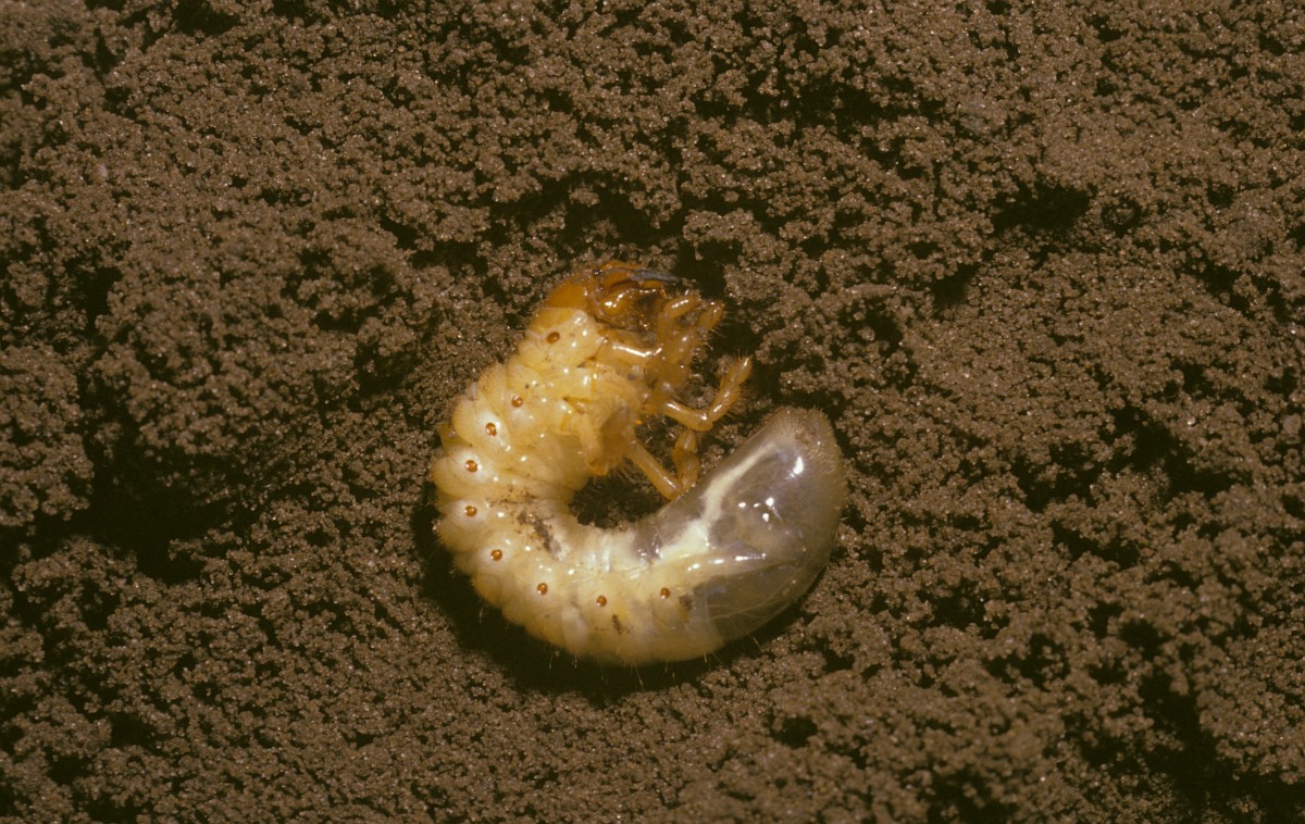 Melolontha melolontha, Common Cockchafer