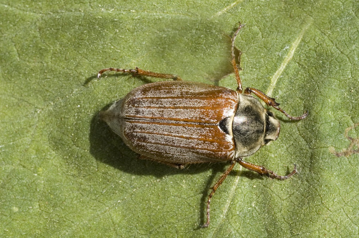 Melolontha melolontha, Common Cockchafer