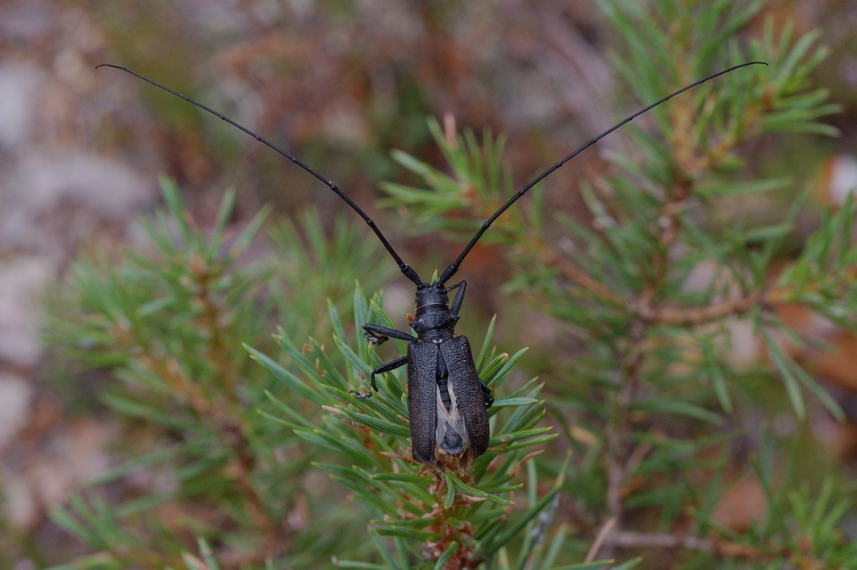 Monochamus sutor, Small White-Marmorated Longhorned Beetle
