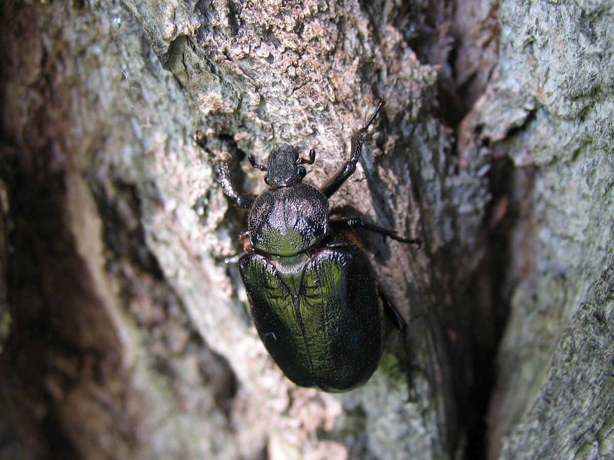 Osmoderma eremita, Hermit-Beetle