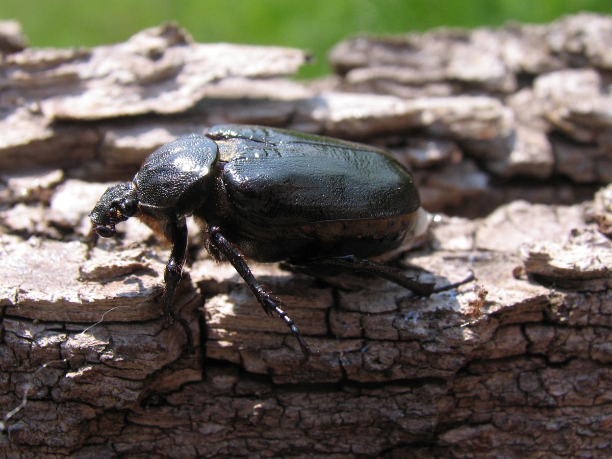 Osmoderma eremita, Hermit-Beetle