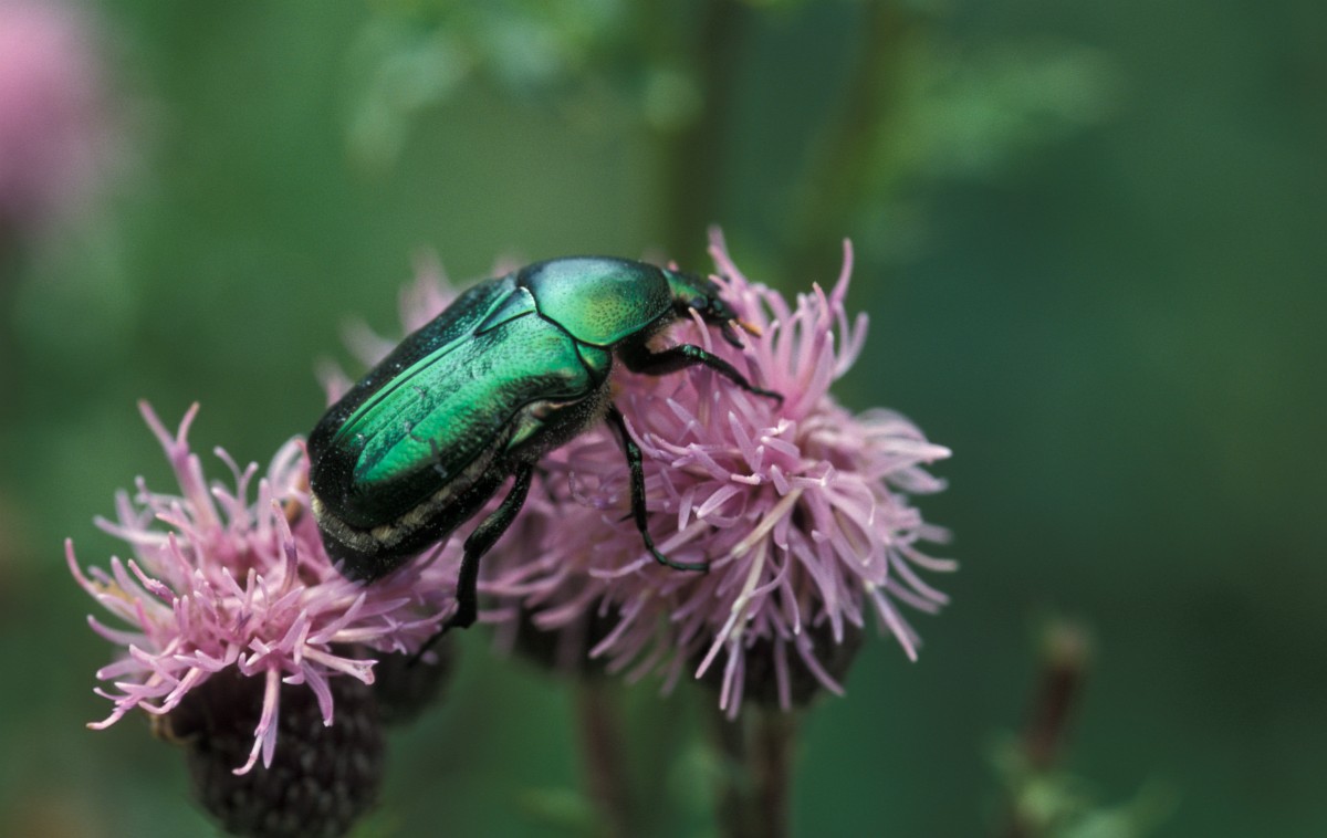 Potosia cuprea, Rose Chafer