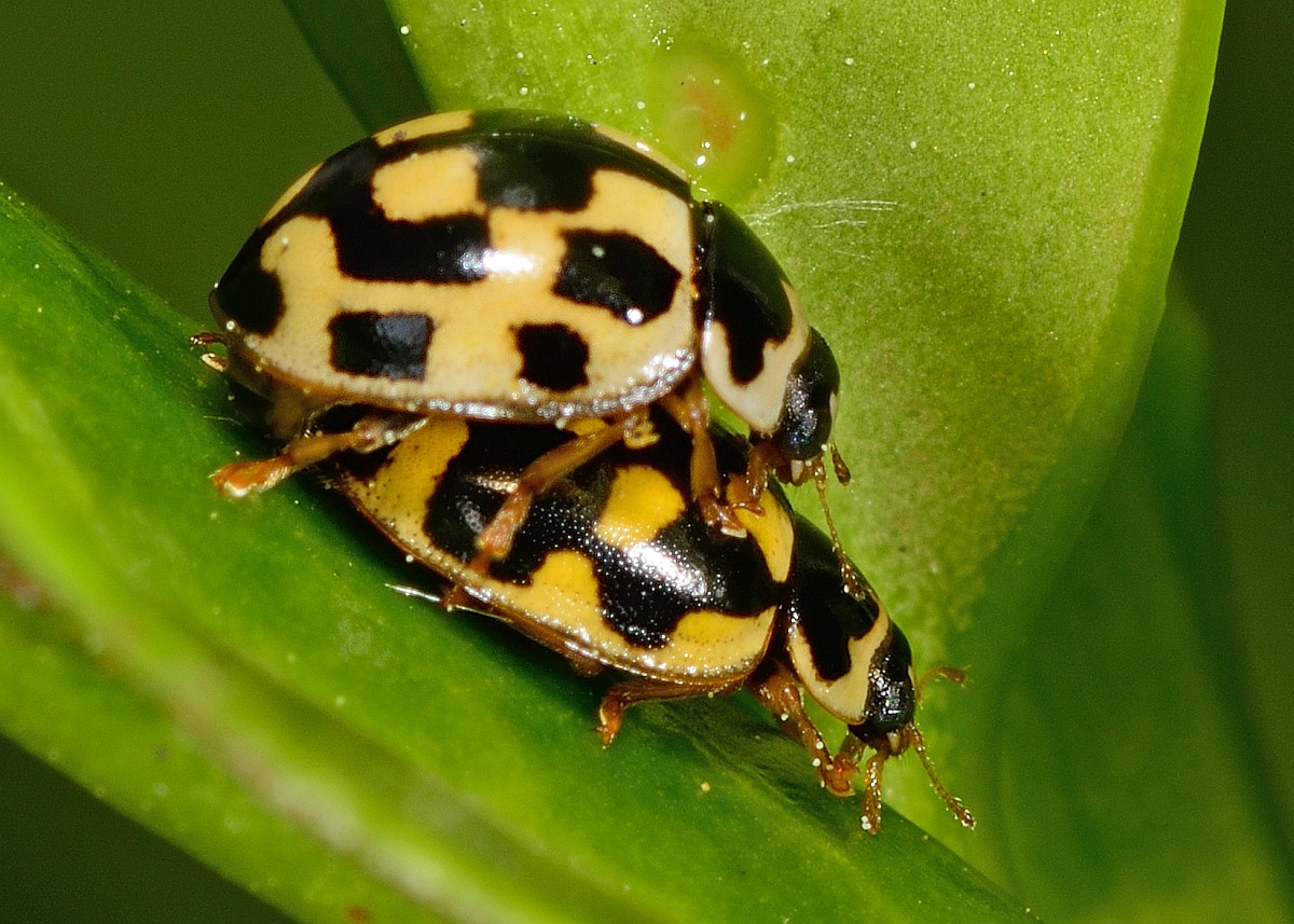 Propylea quatuordecimpunctata, 14-spot Ladybird