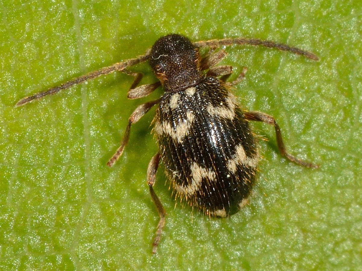 Ptinus rufipes