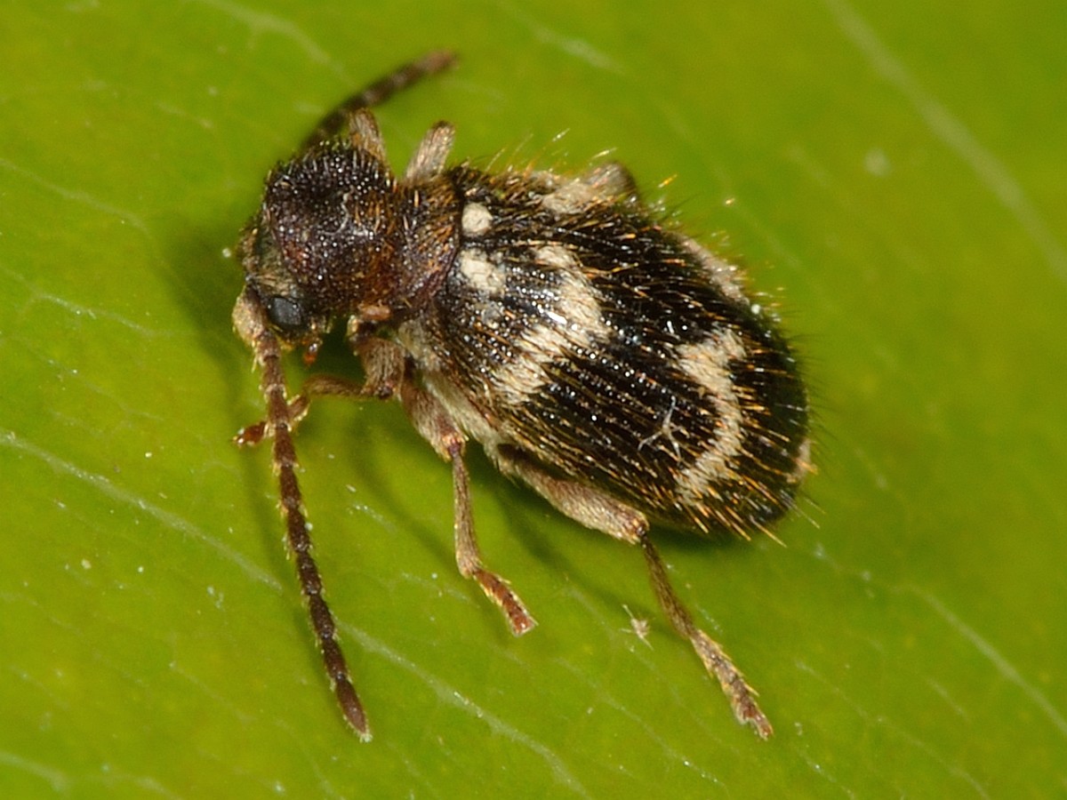 Ptinus rufipes