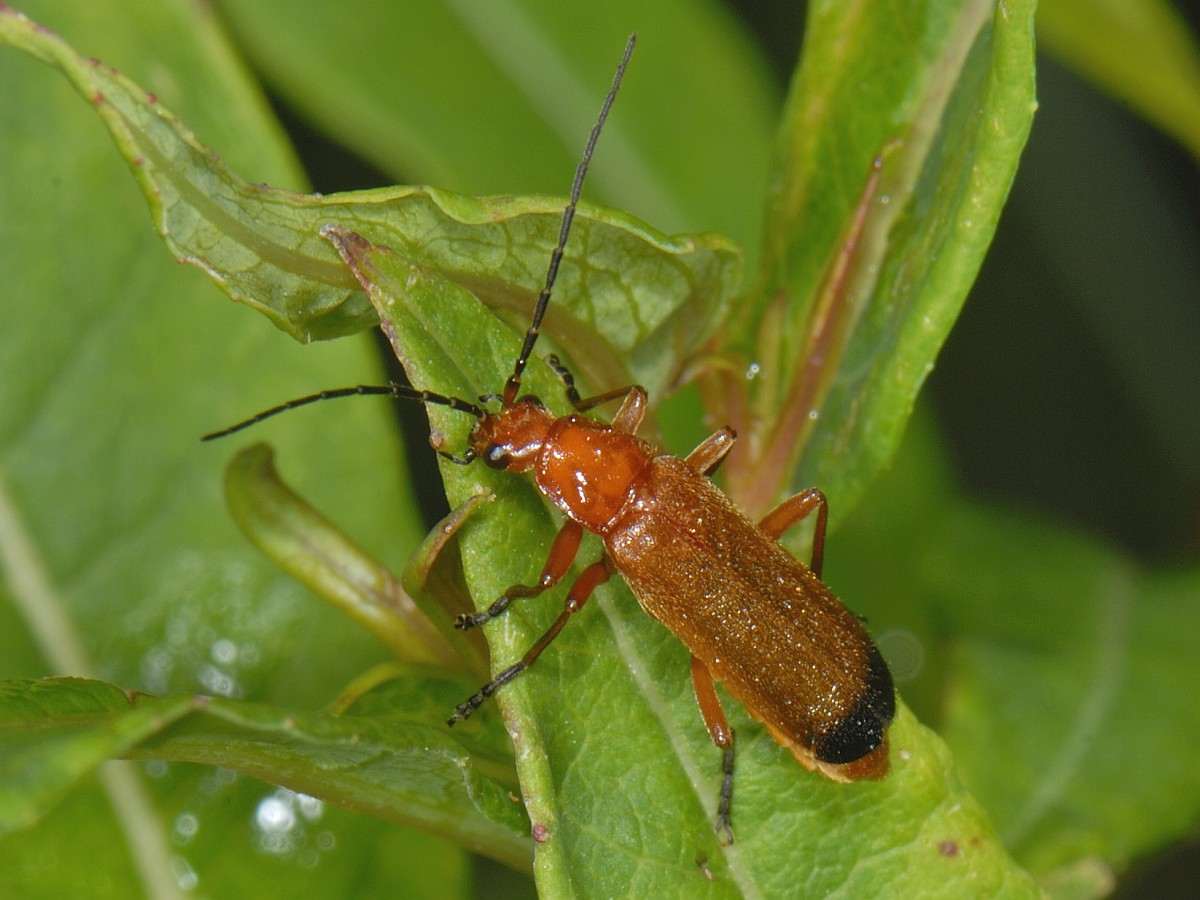 Rhagonycha fulva