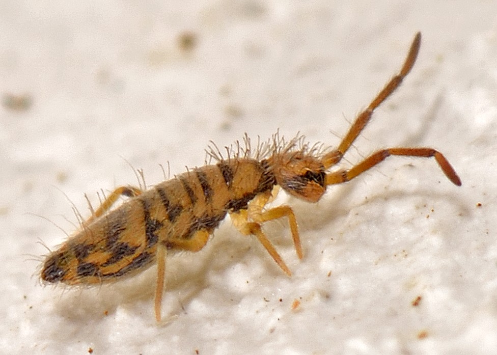 Entomobrya multifasciata