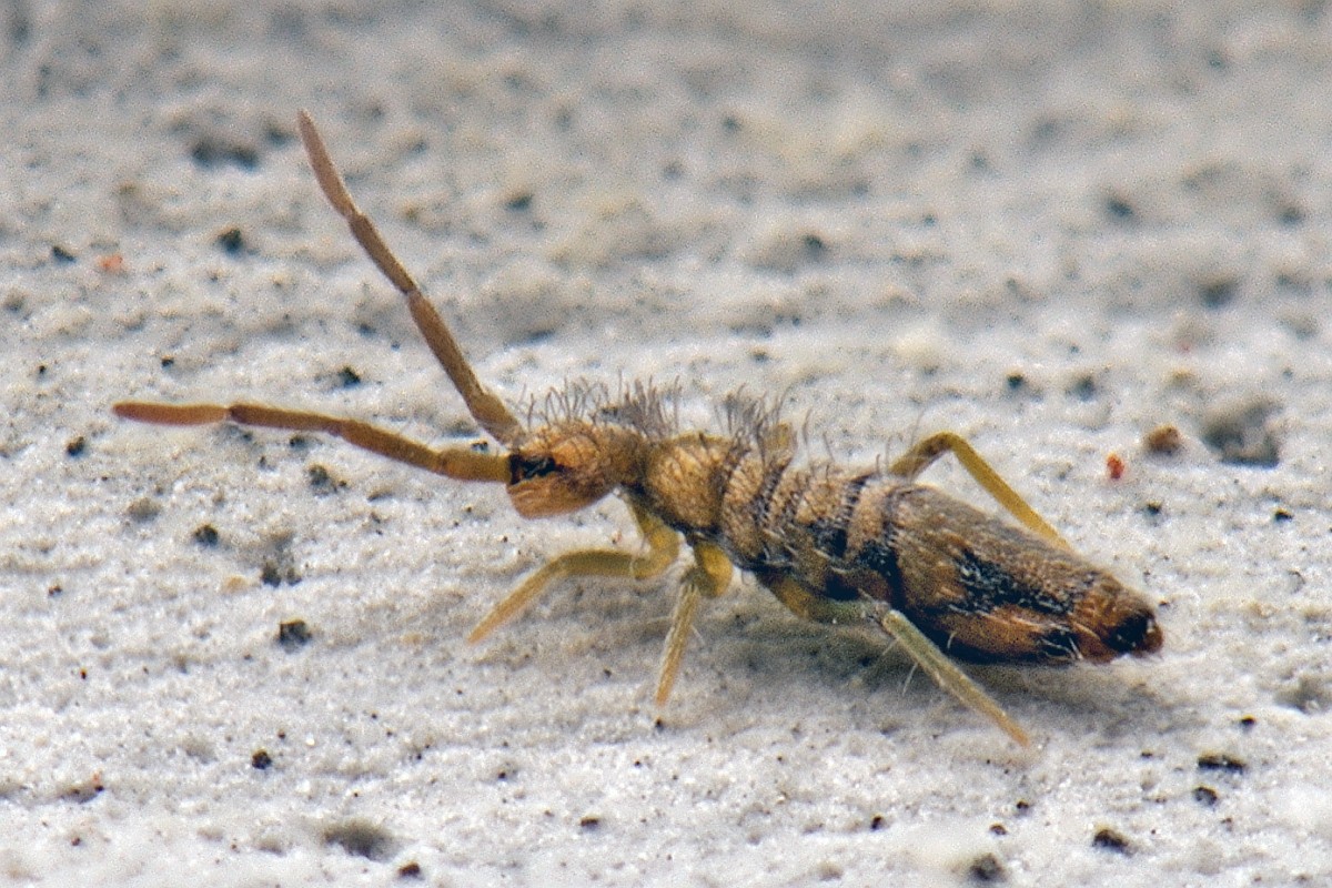 Entomobrya nivalis