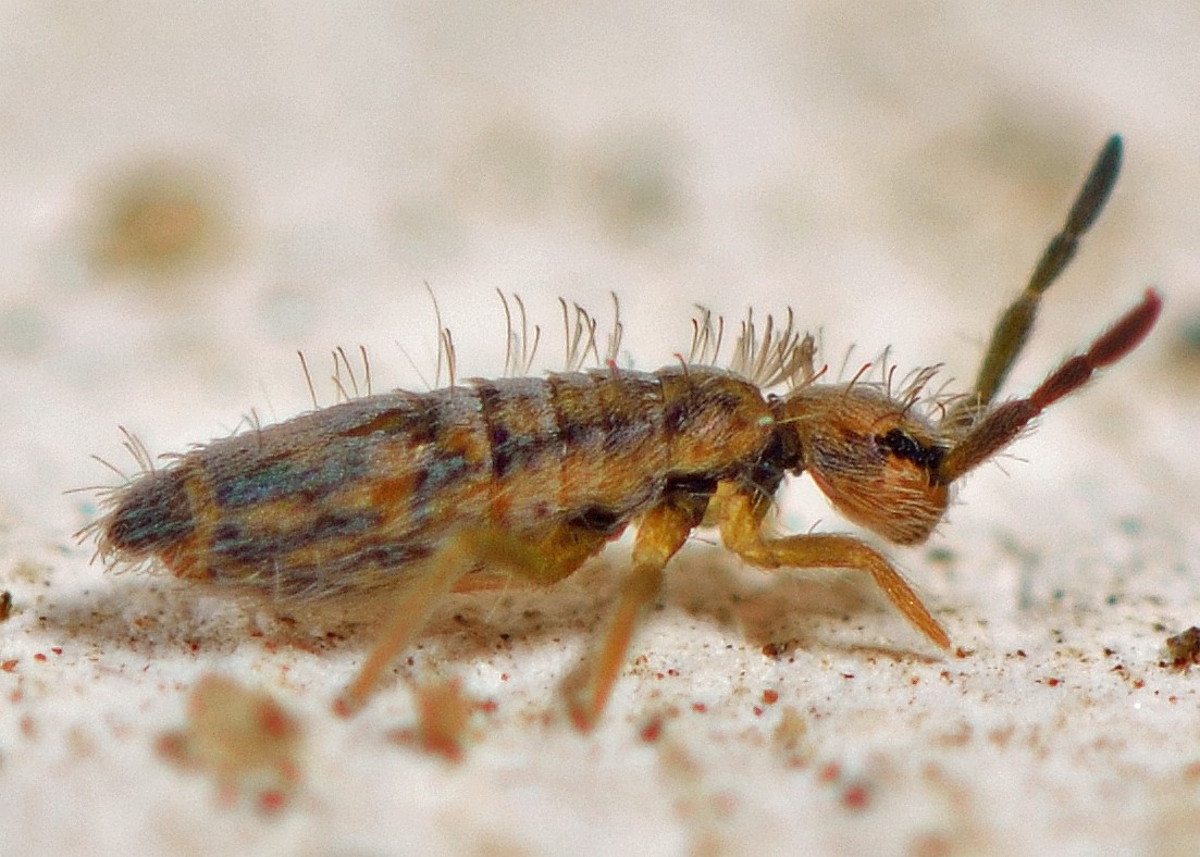 Cute little springtail, munching on a slime mold? : r/Slimemolds