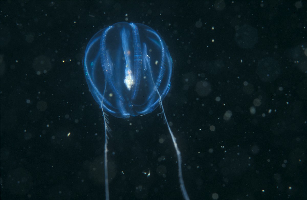 Pleurobrachia pileus, Sea Gooseberry