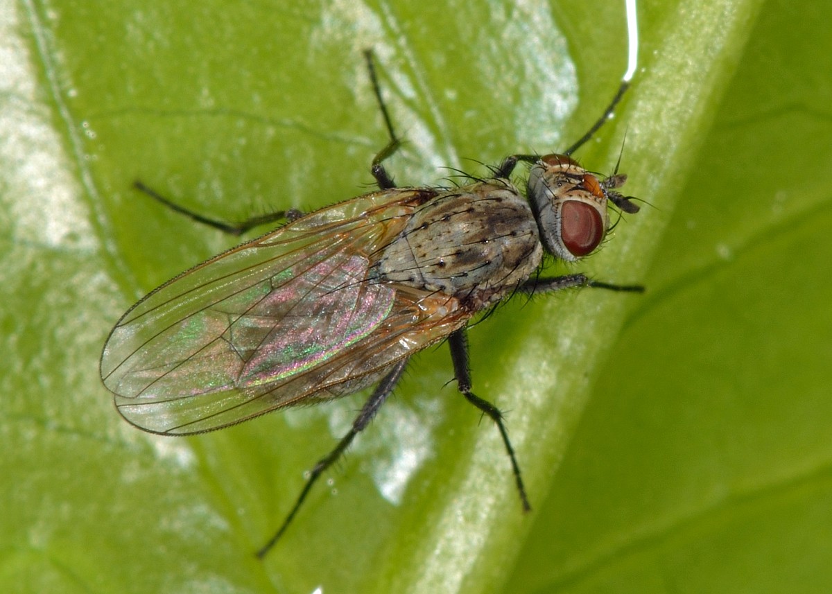 Anthomyiidae sp