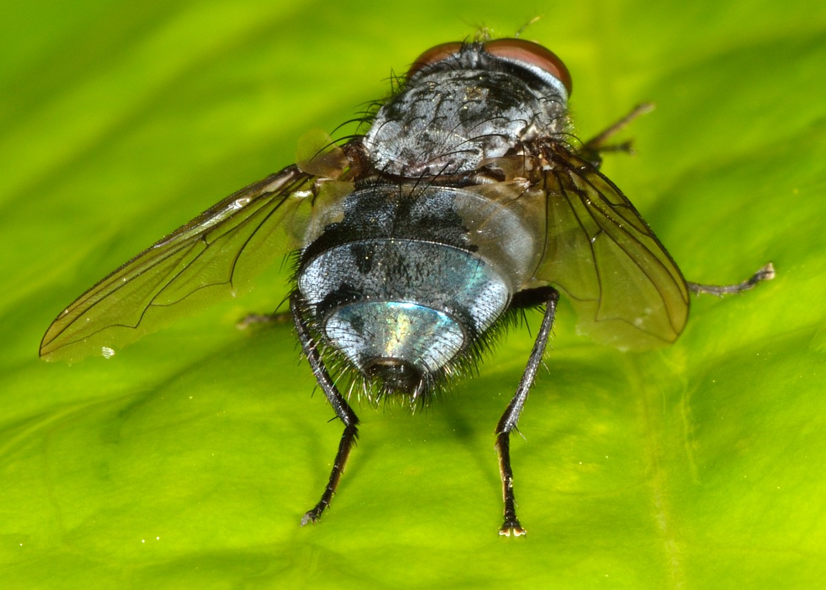 Calliphora vicina