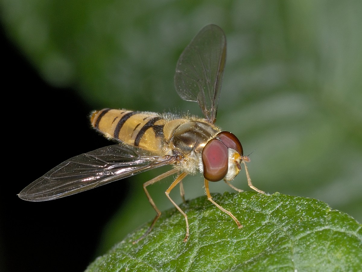 Episyrphus balteatus, Marmalade Hoverfly