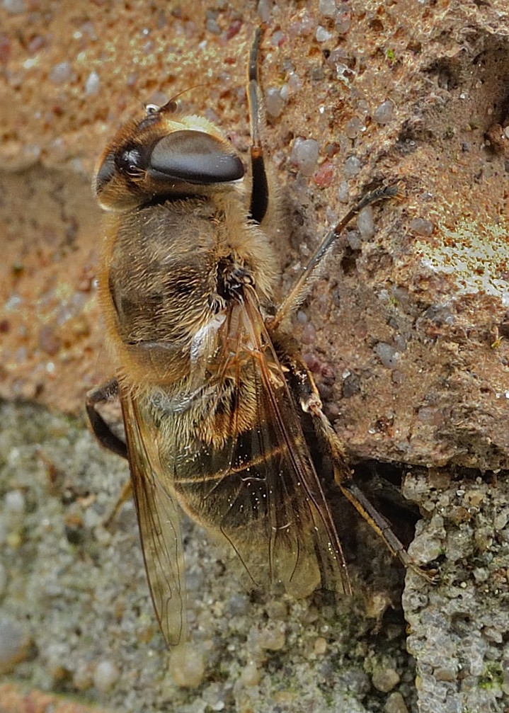 Eristalis tenax